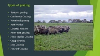 Feeding system for livestock and poultry | PPTX | Pet Supplies | Pets