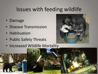 Feeding wildlife | PPSX