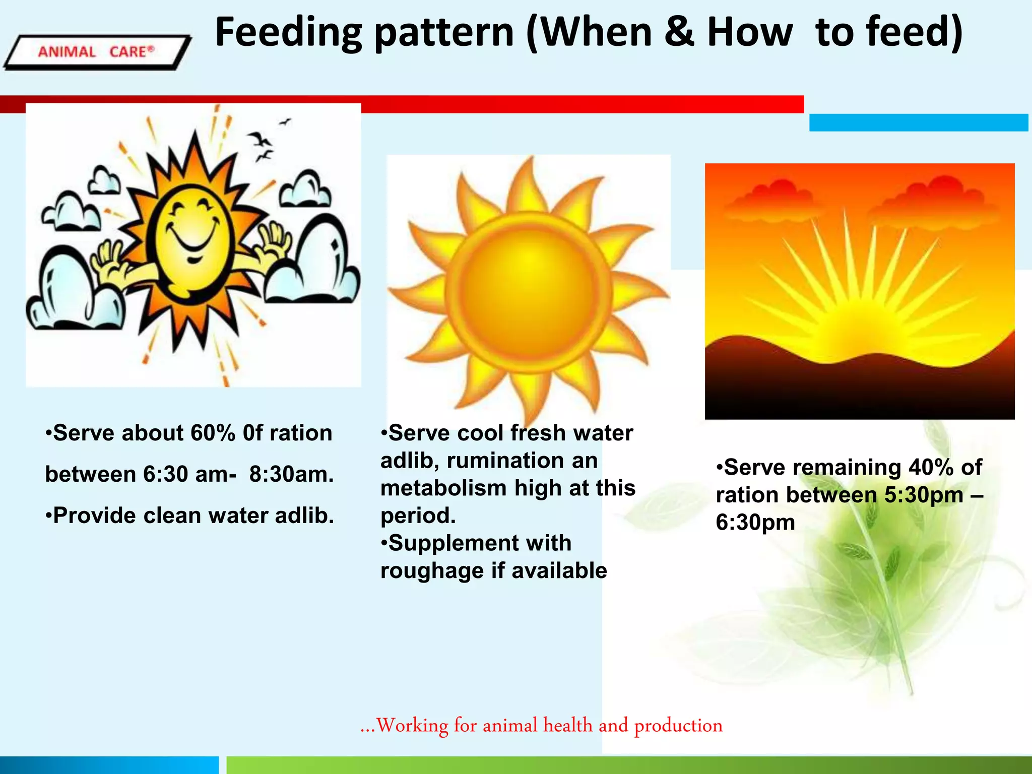 Feedlot nutrition (feeds and feeding) | PPTX