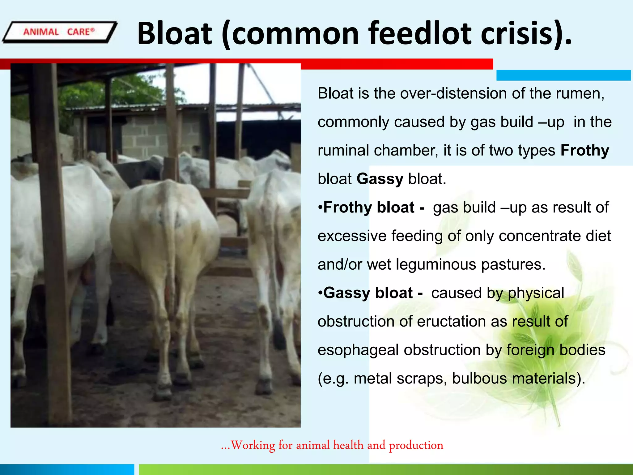 Feedlot nutrition (feeds and feeding) | PPTX