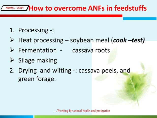 Feedlot nutrition (feeds and feeding) | PPTX | Agriculture | Industries