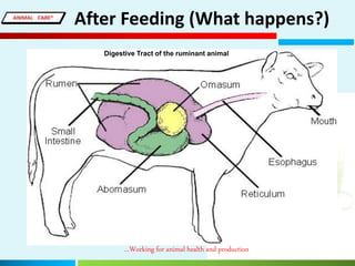 Feedlot nutrition (feeds and feeding) | PPTX