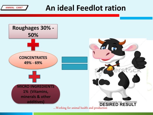 Feedlot nutrition (feeds and feeding) | PPTX | Agriculture | Industries