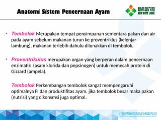 cara mengatur Feed Managemen pada ayam Layer | PPTX