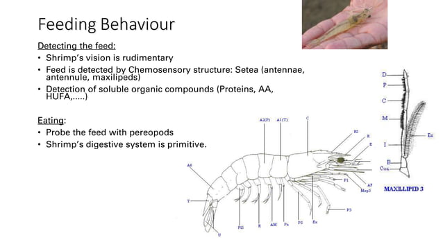 Feed Management for Fish and Shrimp.pdf