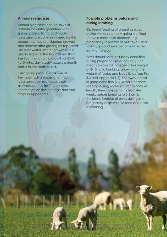 Feed Planning for Sheep Farmer | PDF