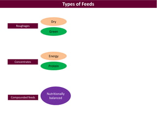 Feeds, forages and feeding of dairy animals | PDF