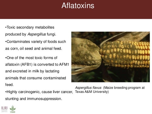 Feed Storage Practices And Aflatoxin Contamination Of Dairy Feeds In