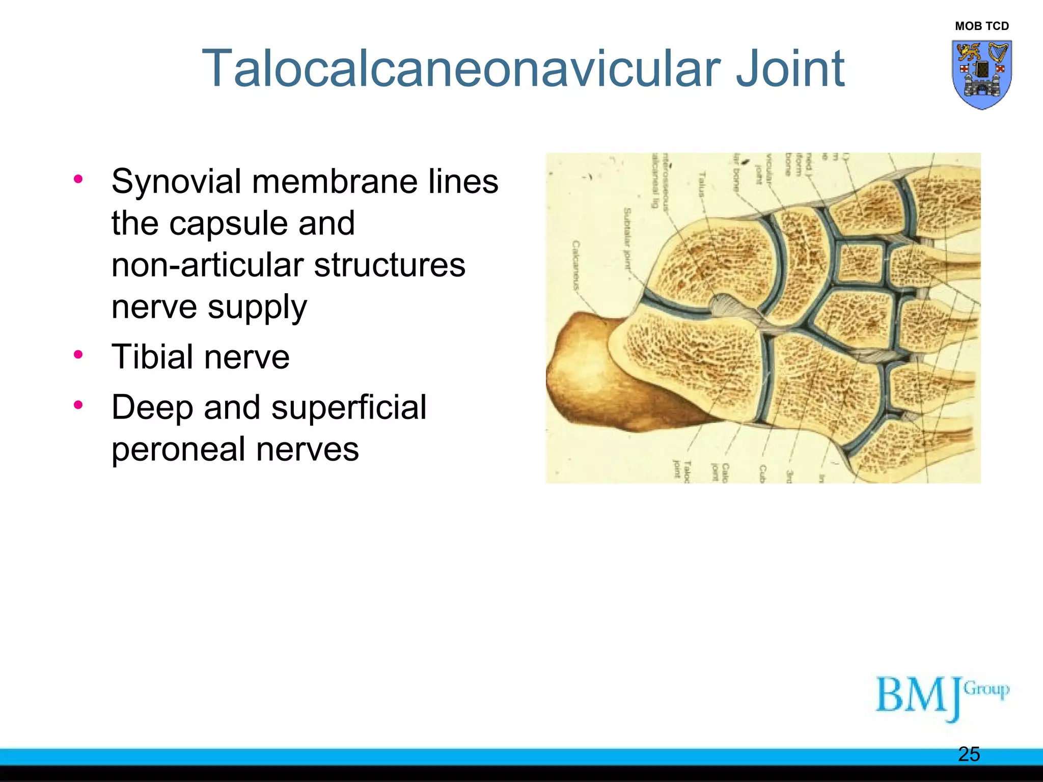 Anatomy of Feet | PPT