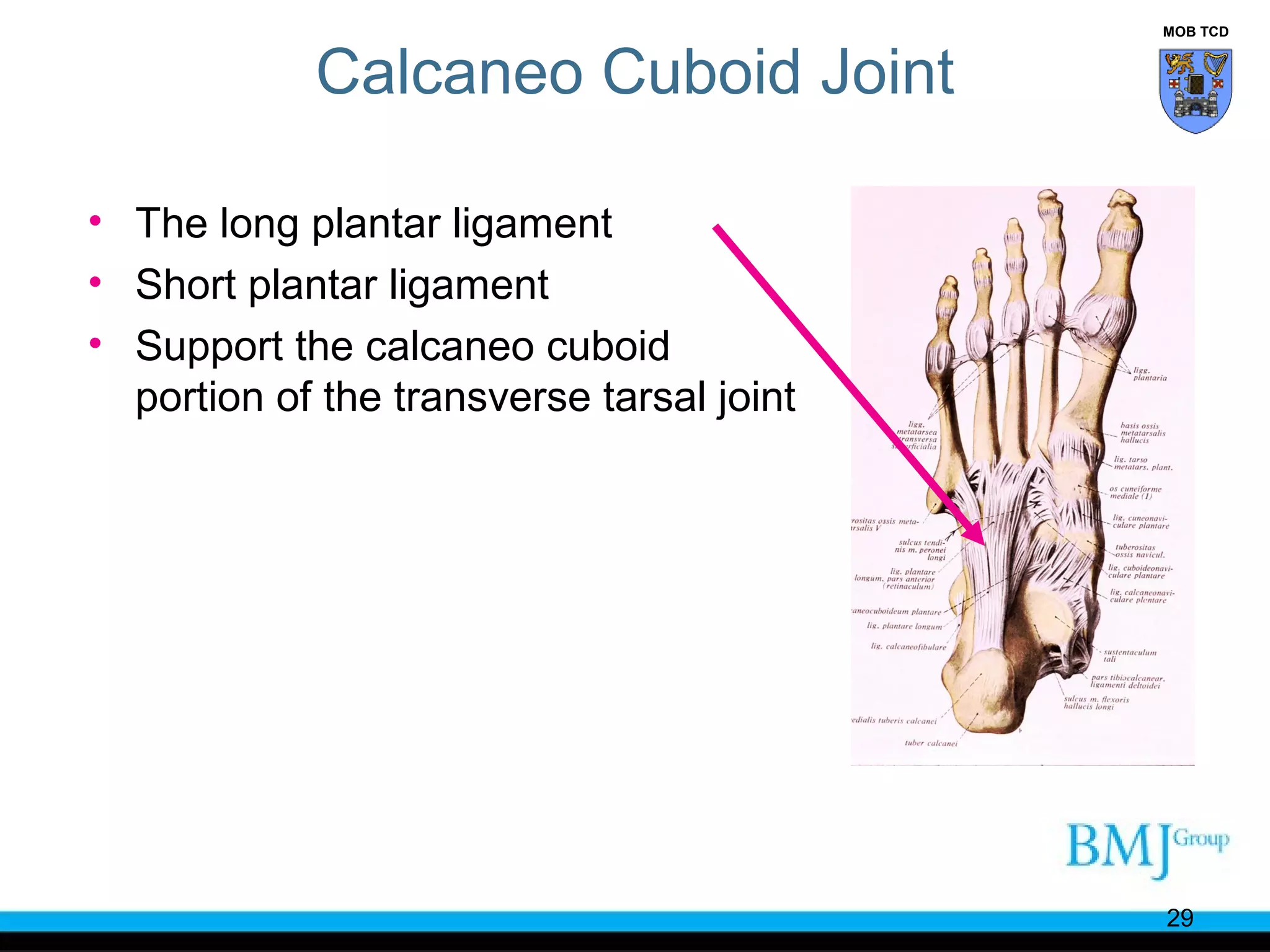 Anatomy of Feet | PPT