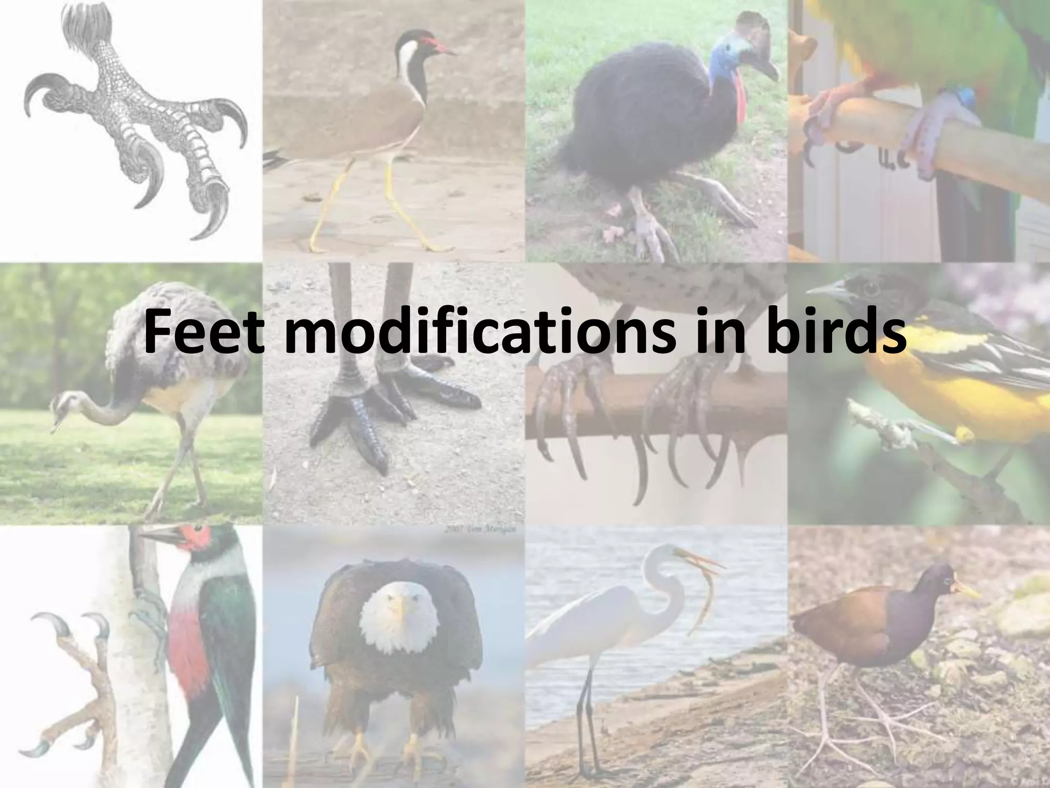 Feet modifications in birds | PPTX