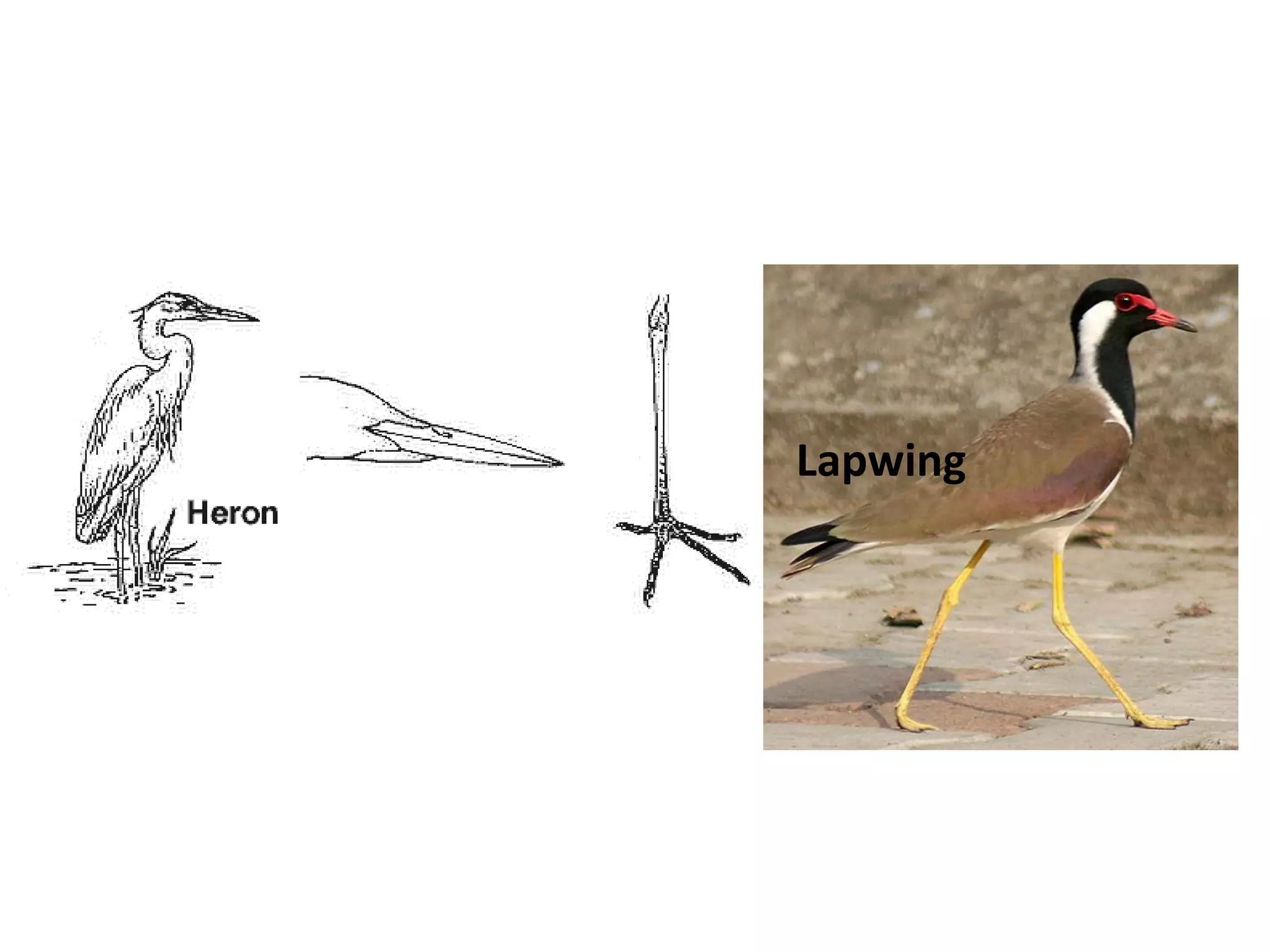Feet modifications in birds | PPTX