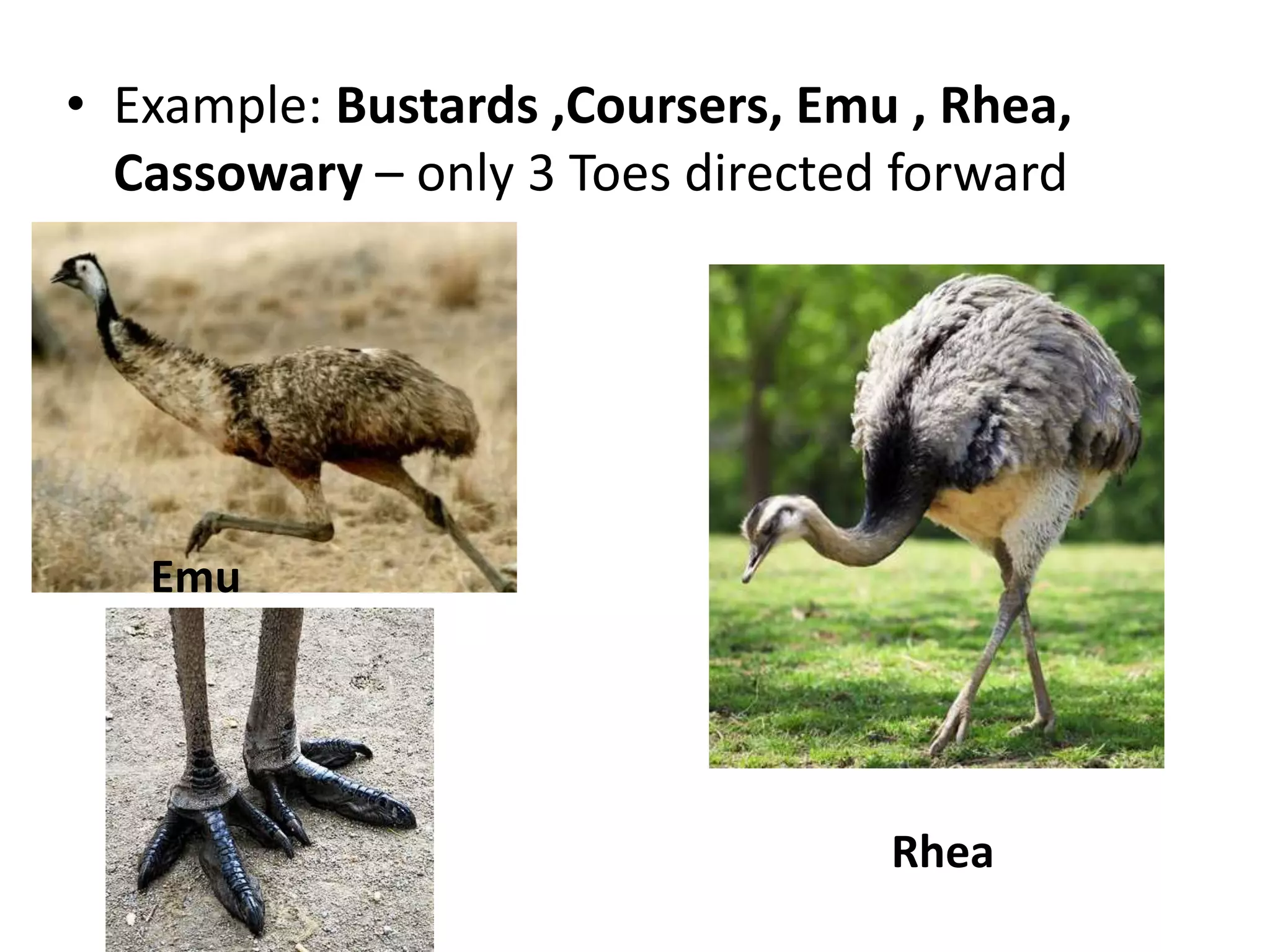 Feet modifications in birds | PPTX