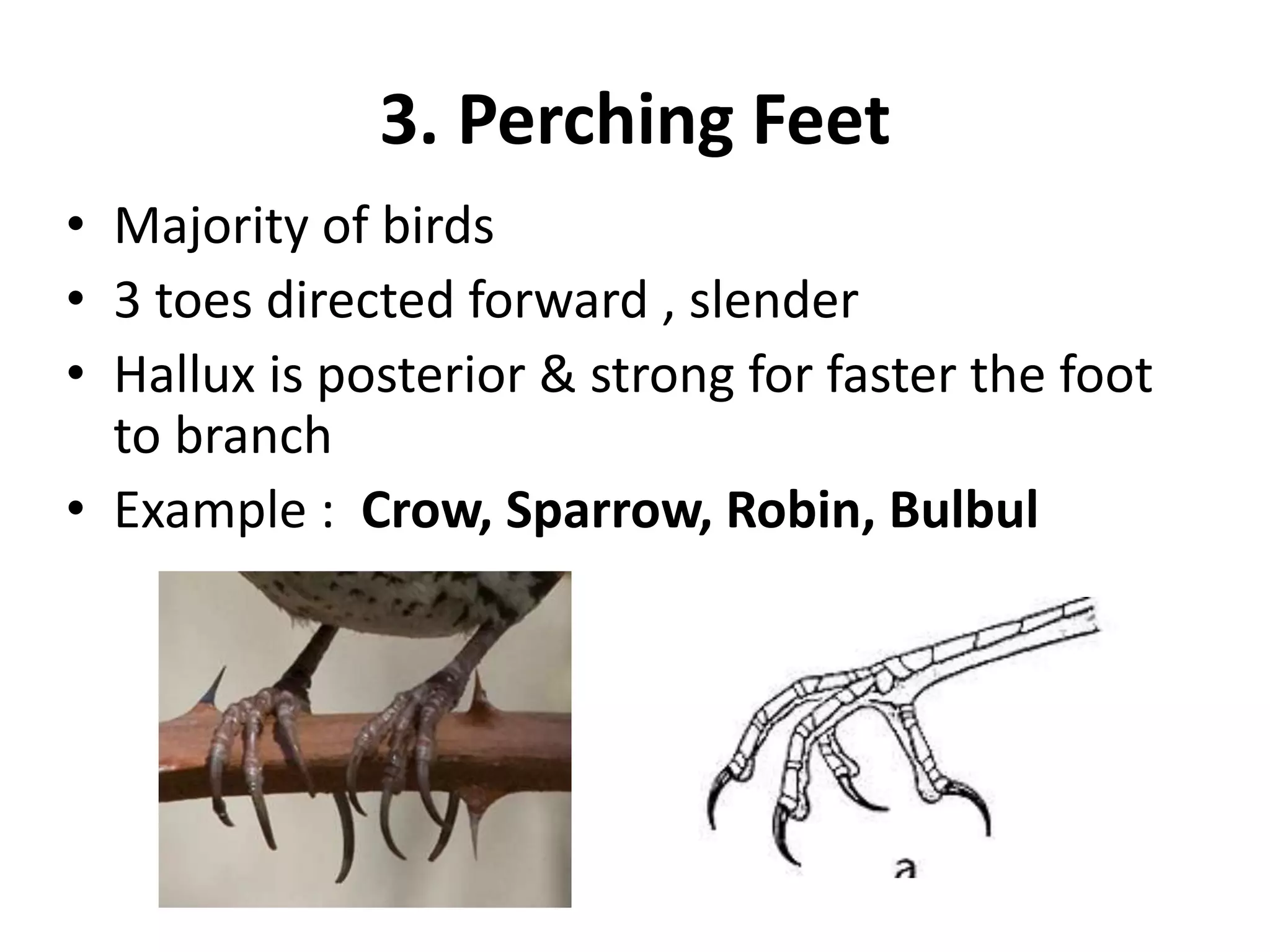 Feet modifications in birds | PPTX