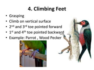 Feet modifications in birds | PPTX