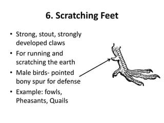 Feet modifications in birds | PPTX