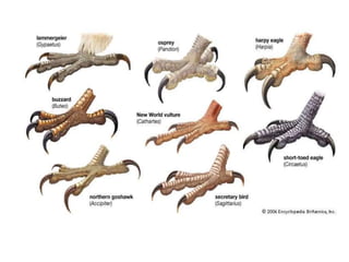 Feet modifications in birds | PPTX