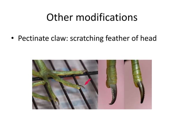 Feet modifications in birds | PPTX