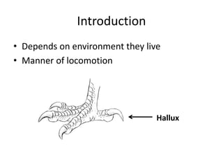 Feet modifications in birds | PPTX