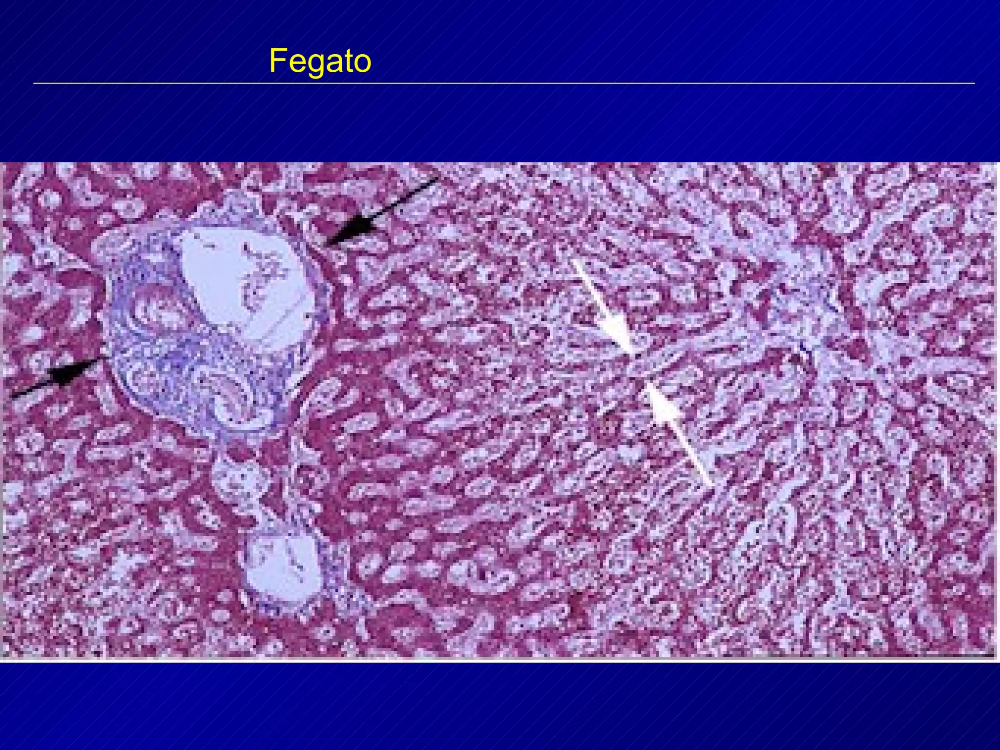 Fegato Anatomia E Fisiologia | PPT