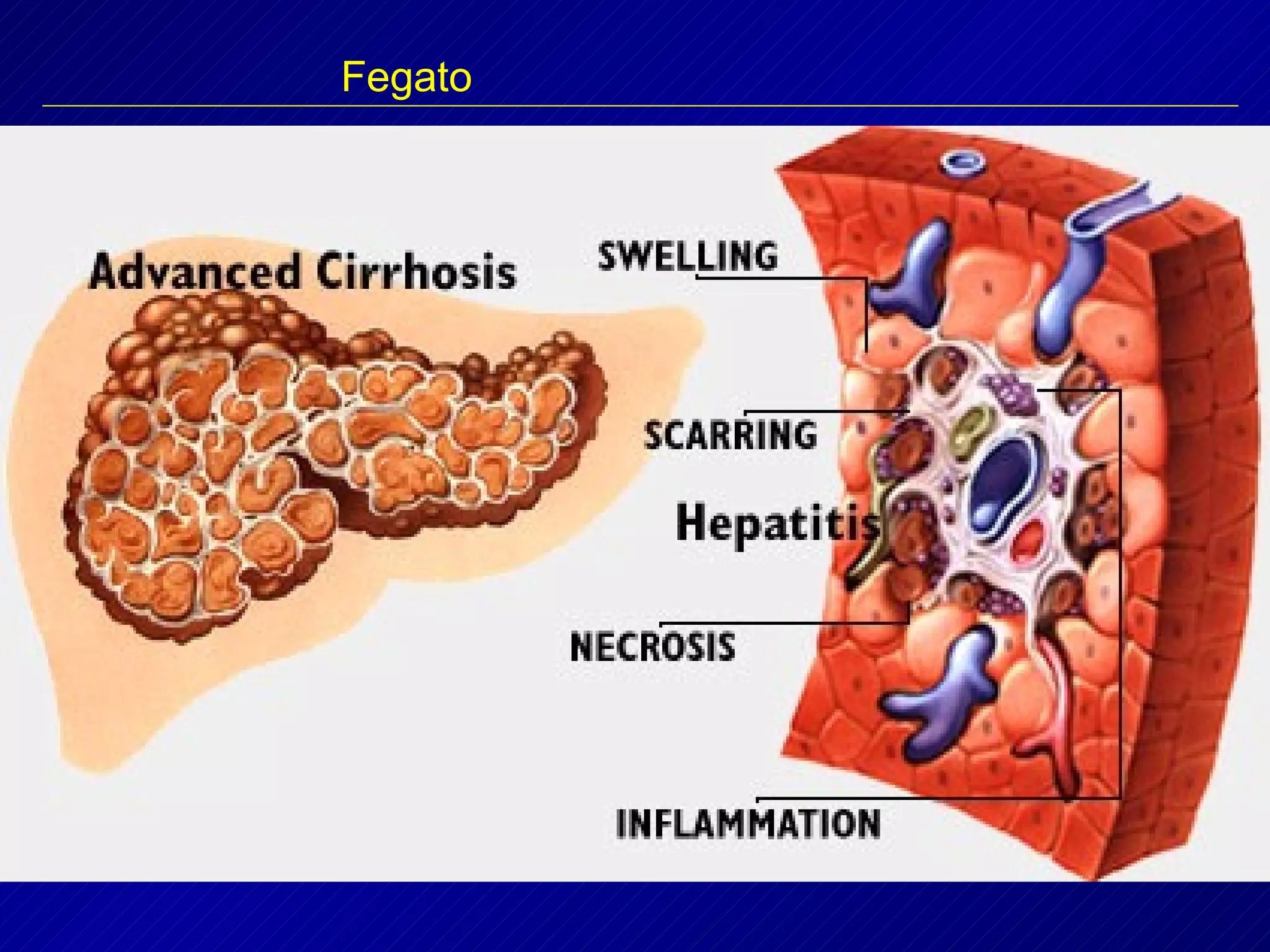 Fegato Anatomia E Fisiologia | PPT