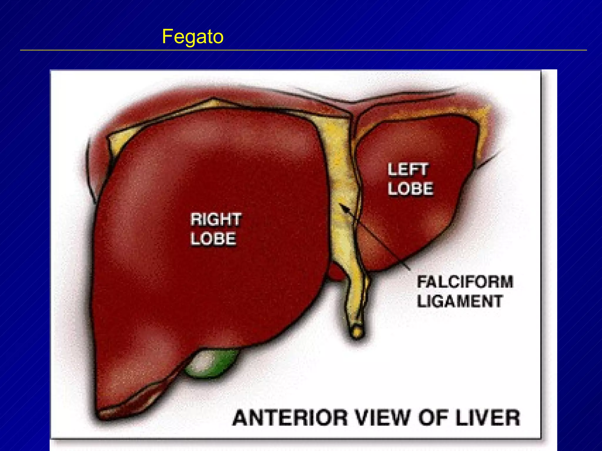 Fegato Anatomia E Fisiologia | PPT
