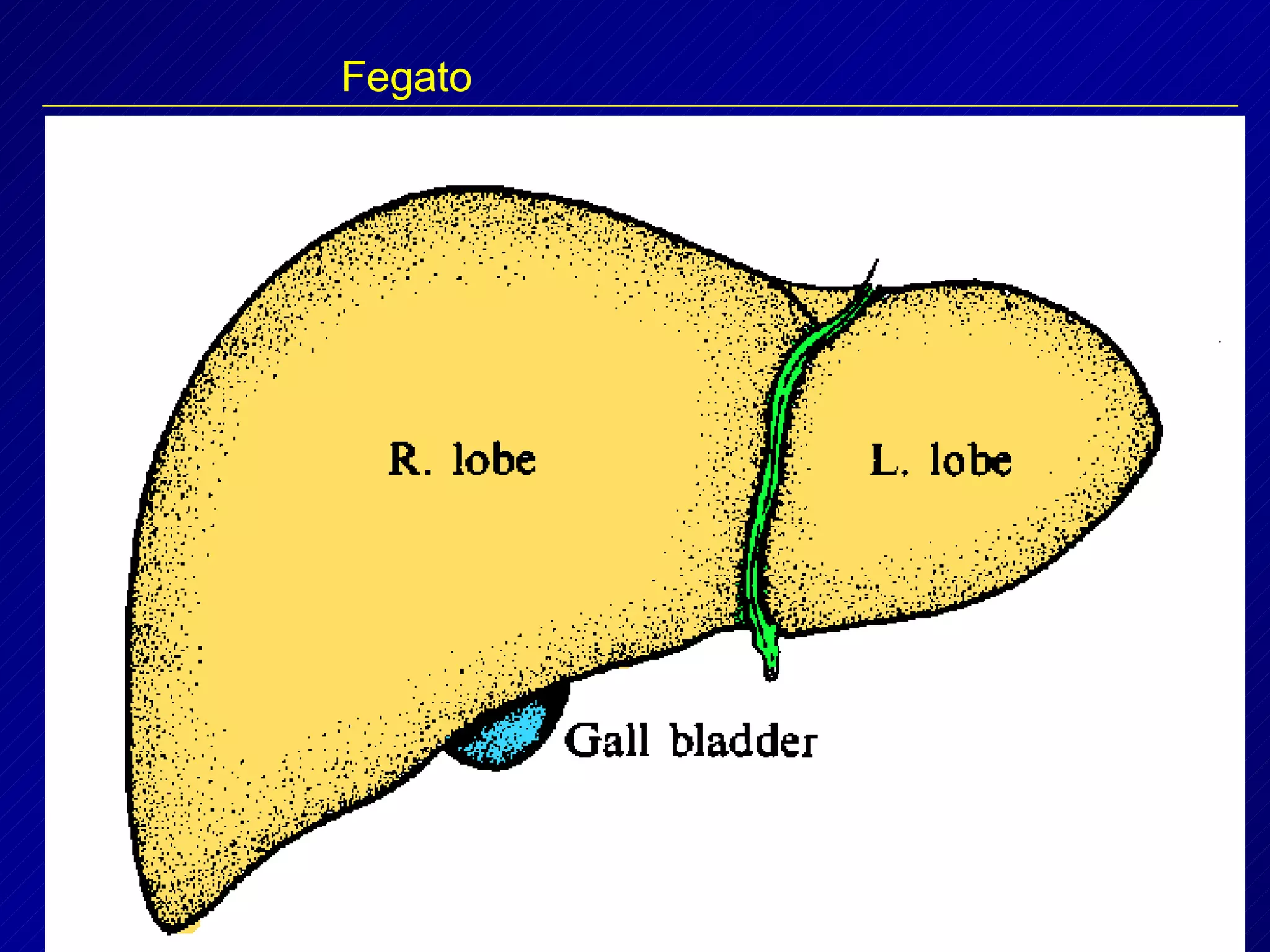 Fegato Anatomia E Fisiologia | PPT