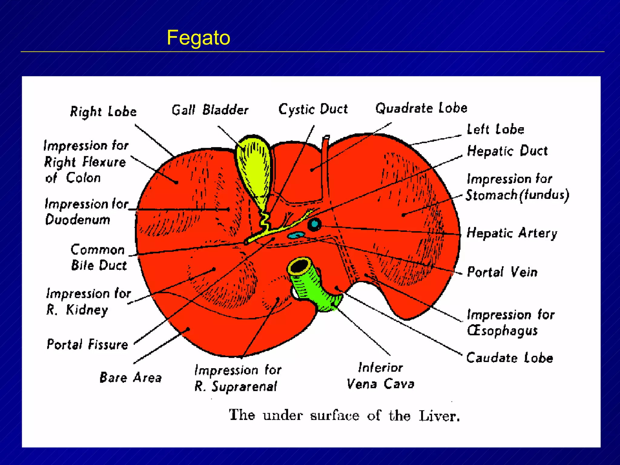 Fegato Anatomia E Fisiologia | PPT