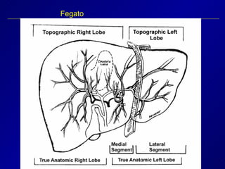Fegato Anatomia E Fisiologia | PPT