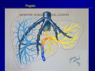 Fegato Anatomia E Fisiologia | PPT