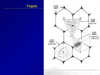 Fegato Anatomia E Fisiologia | PPT