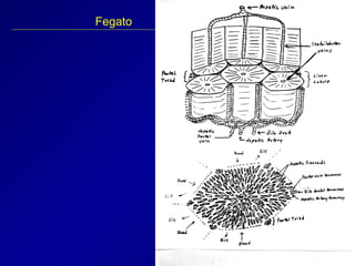 Fegato Anatomia E Fisiologia | PPT