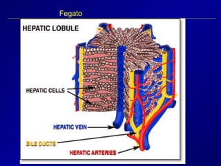 Fegato Anatomia E Fisiologia | PPT