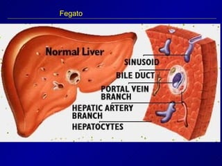 Fegato Anatomia E Fisiologia | PPT