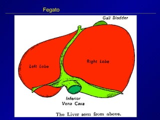 Fegato Anatomia E Fisiologia | PPT