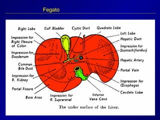 Fegato Anatomia E Fisiologia | PPT