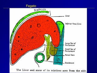Fegato Anatomia E Fisiologia | PPT