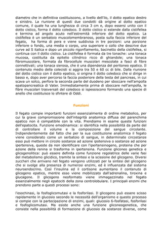 Anatomia del fegato | PDF