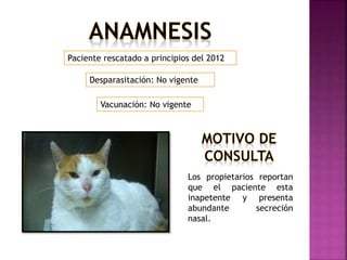 Caso de Caída de pelo y conjuntivitis bilateral en gatos. | PPTX