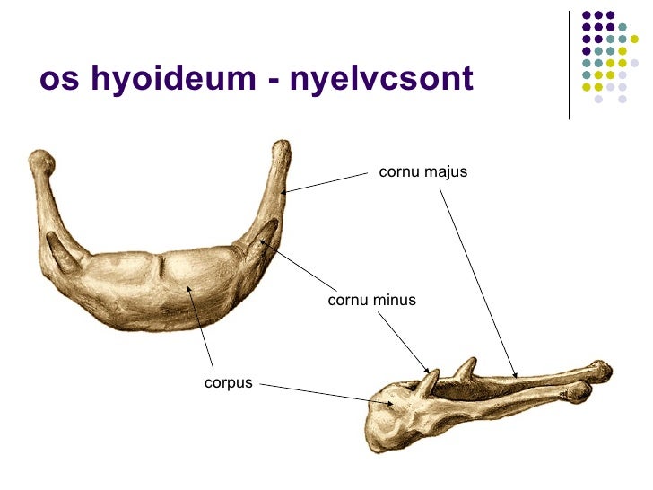Fejezetek a keresztmetszeti anatómiából - 3. Fej-nyak régió, gége, ga…