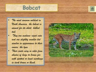 Which Animals Belong To Cat Family