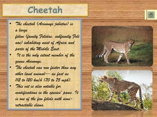 Felidae Family Animals