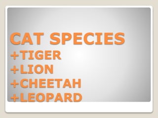 Felidae/Big cats_Constantinos Photiou_Johanna's English Learning Centre ...