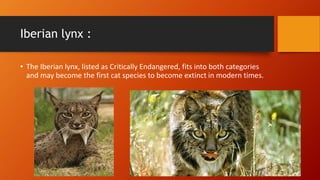 Felidae by fatima khalid | PPTX