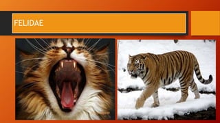 Felidae by fatima khalid | PPTX