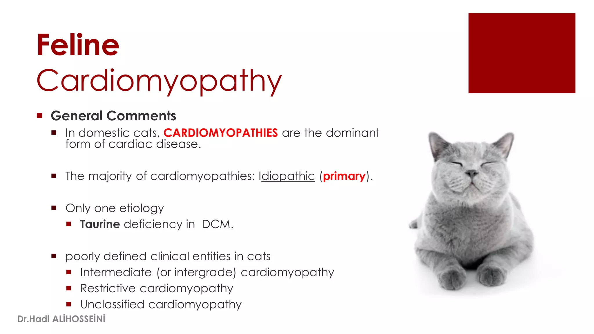 Feline Cardiomyopathy | PDF