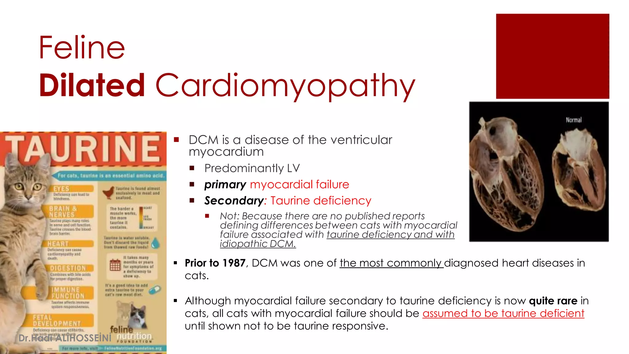 Feline Cardiomyopathy | PDF