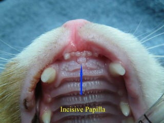 Incisive Papilla Dog