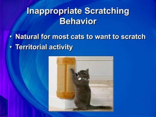 Feline_Healthcare.ppt