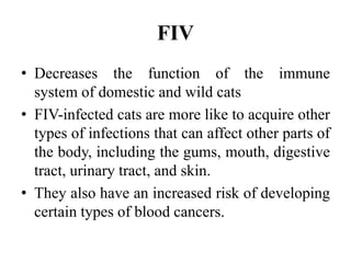 Feline Immunodeficiency .pptx | Infectious Diseases | Diseases and ...